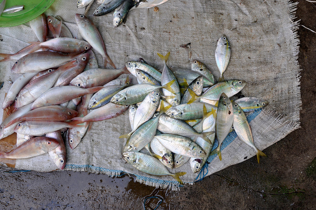 Photography — Uyen Luu